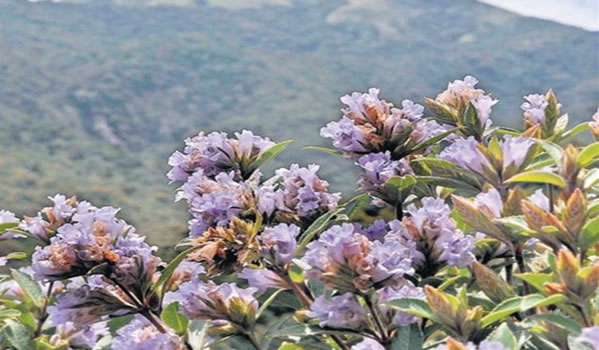 Next Kurinji Flower Season In Ooty | Best Flower Site